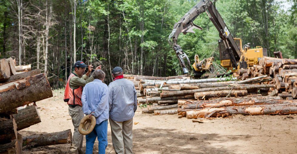 Process - William A. Day Jr. & Sons Logging & Firewood
