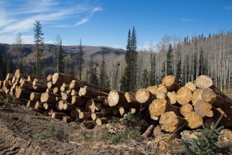 Why, When, and How to Clear Forested Land | Day Logging